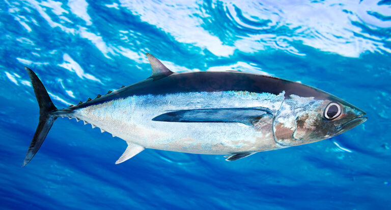 Harga Ikan Tuna, Jenis-Jenis, dan Cara Mengolahnya - Salimah Food
