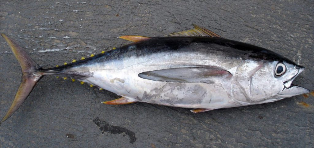 Harga Ikan Tuna, Jenis-Jenis, dan Cara Mengolahnya - Salimah Food